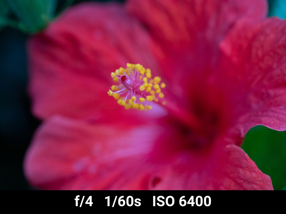 Canon EF 100mm f/2.8L IS Macro Lens Review