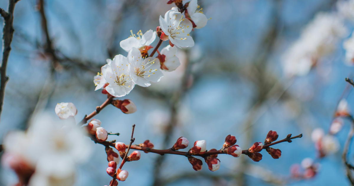 Understanding Bokeh in Photography