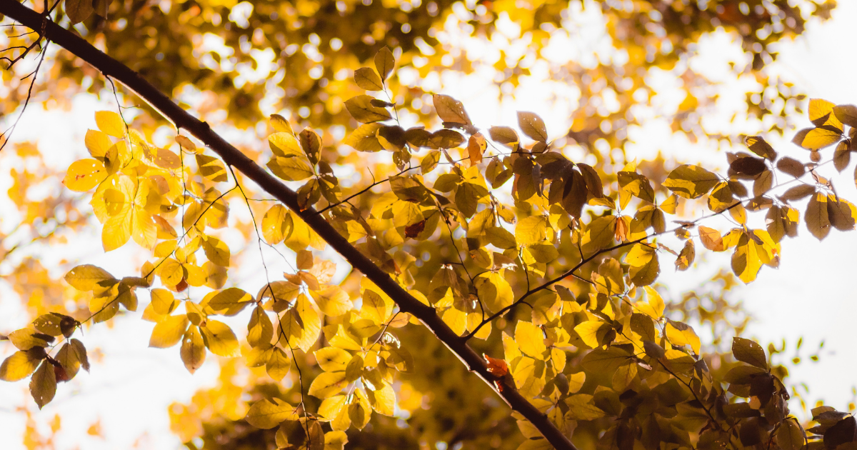 Editing Warm Tones in Lightroom