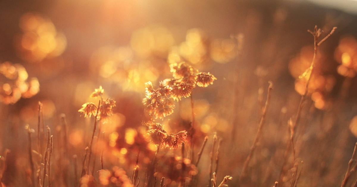 Sunrise Golden Hour Photography Golden Hour Wedding Photography